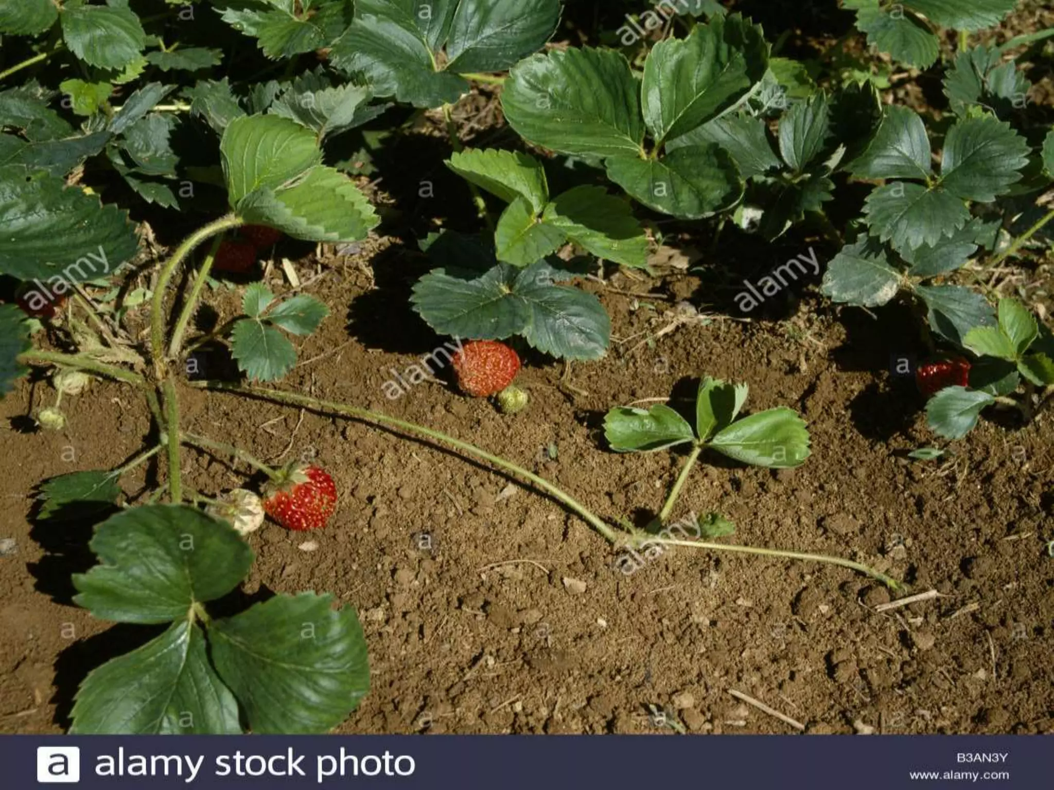 Plant morphology. pptx | PPT | Free Download