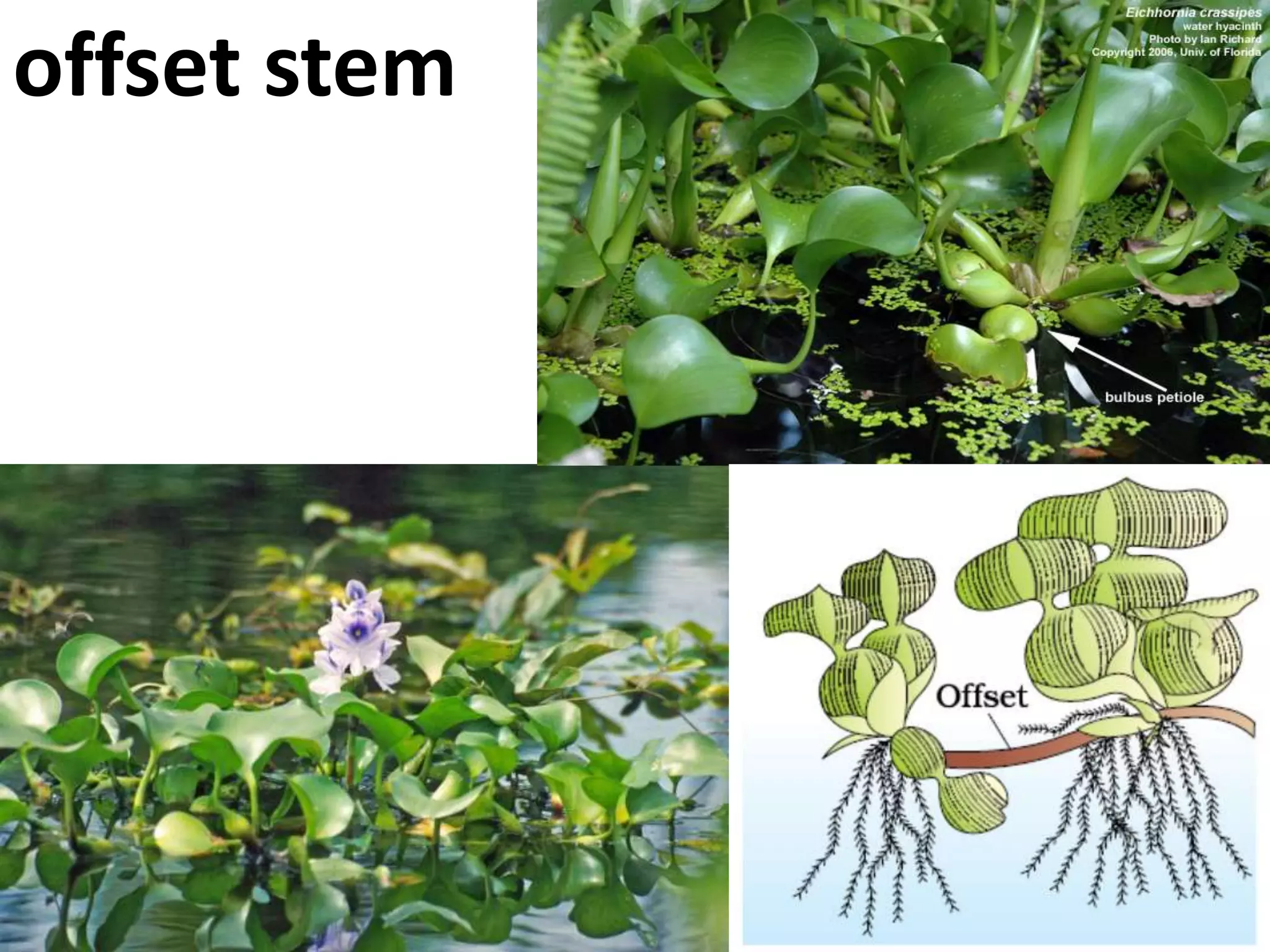 Plant morphology. pptx | PPT