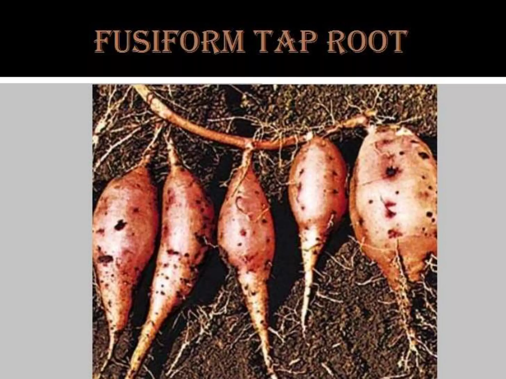Plant morphology. pptx | PPT