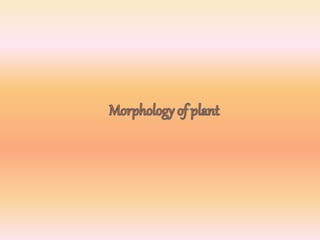 Plant morphology. pptx | PPT