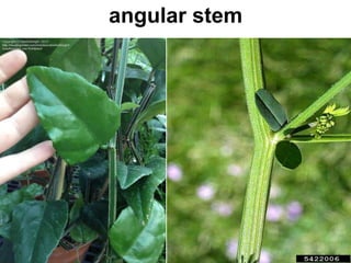 Plant morphology. pptx | PPTX