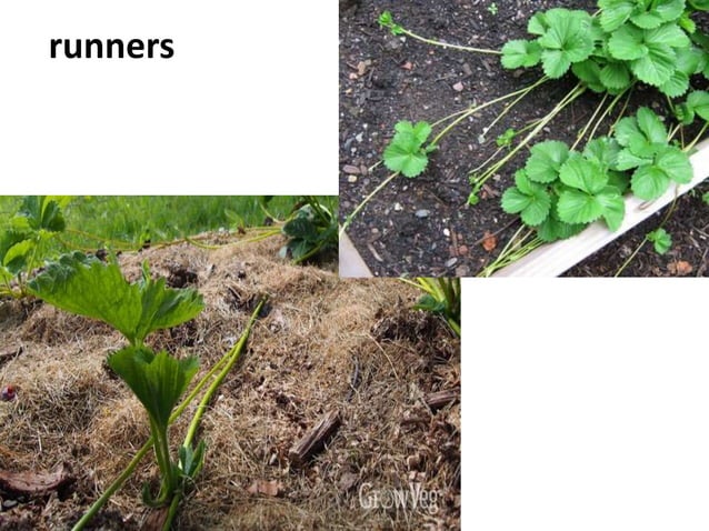 Plant morphology. pptx | PPT | Free Download