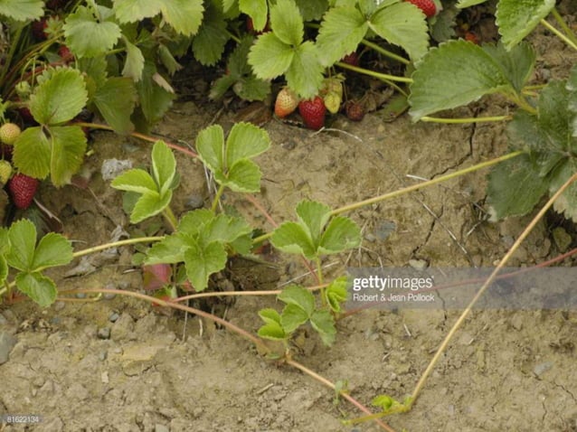 Plant morphology. pptx | PPT