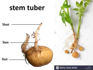 Plant morphology. pptx | PPTX