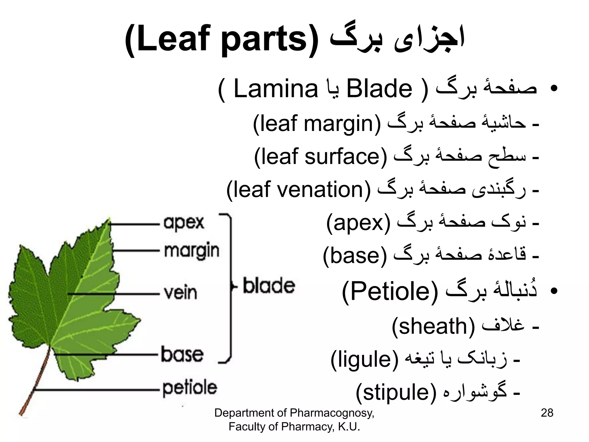 Introduction to morphology of Plants | PPT
