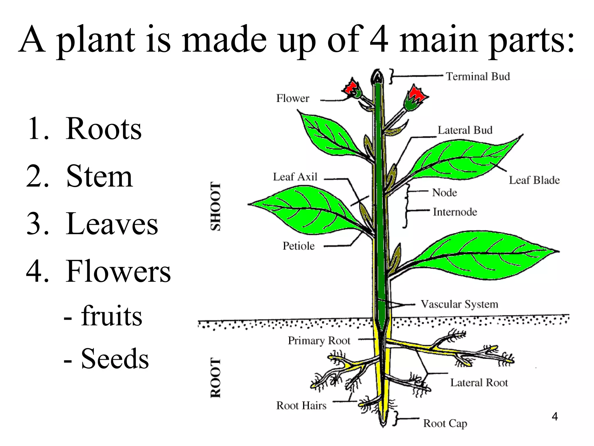 Introduction to morphology of Plants | PPT