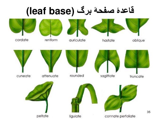 Introduction to morphology of Plants