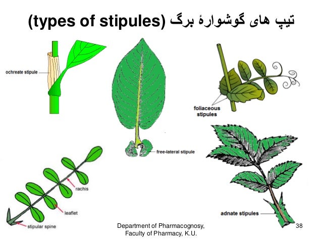 Introduction to morphology of Plants