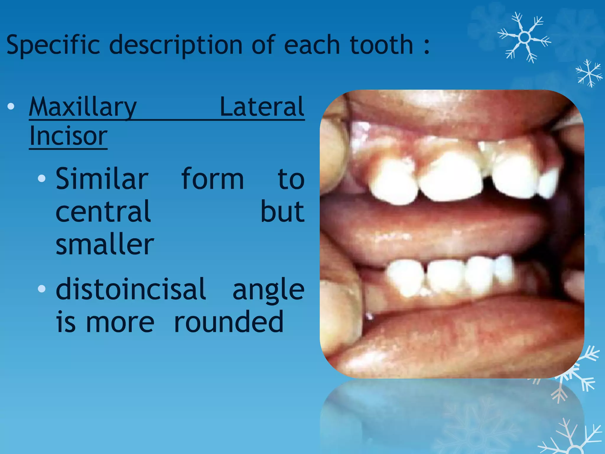 Morphology of primary teeth | PPTX