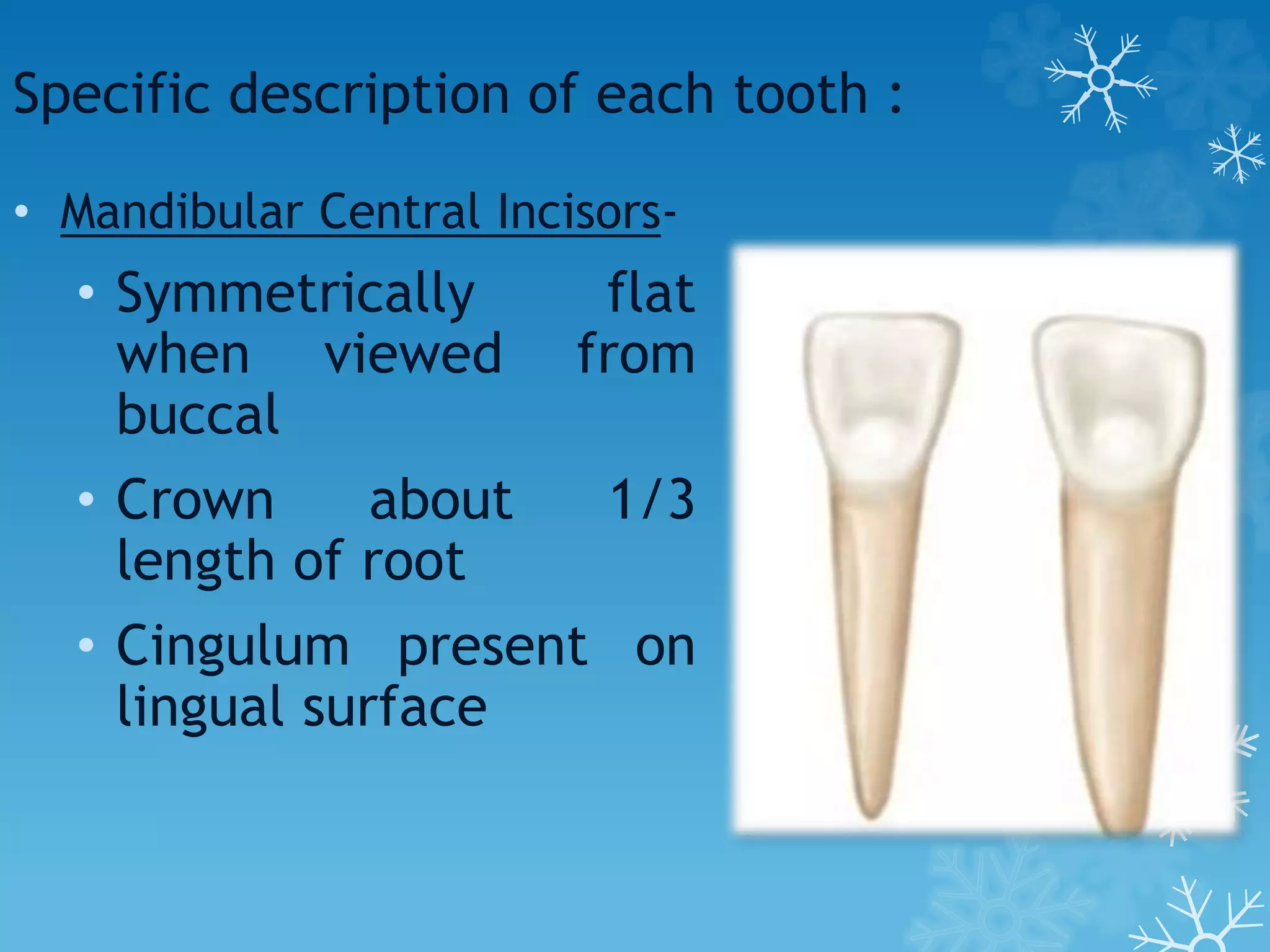 Morphology of primary teeth | PPTX