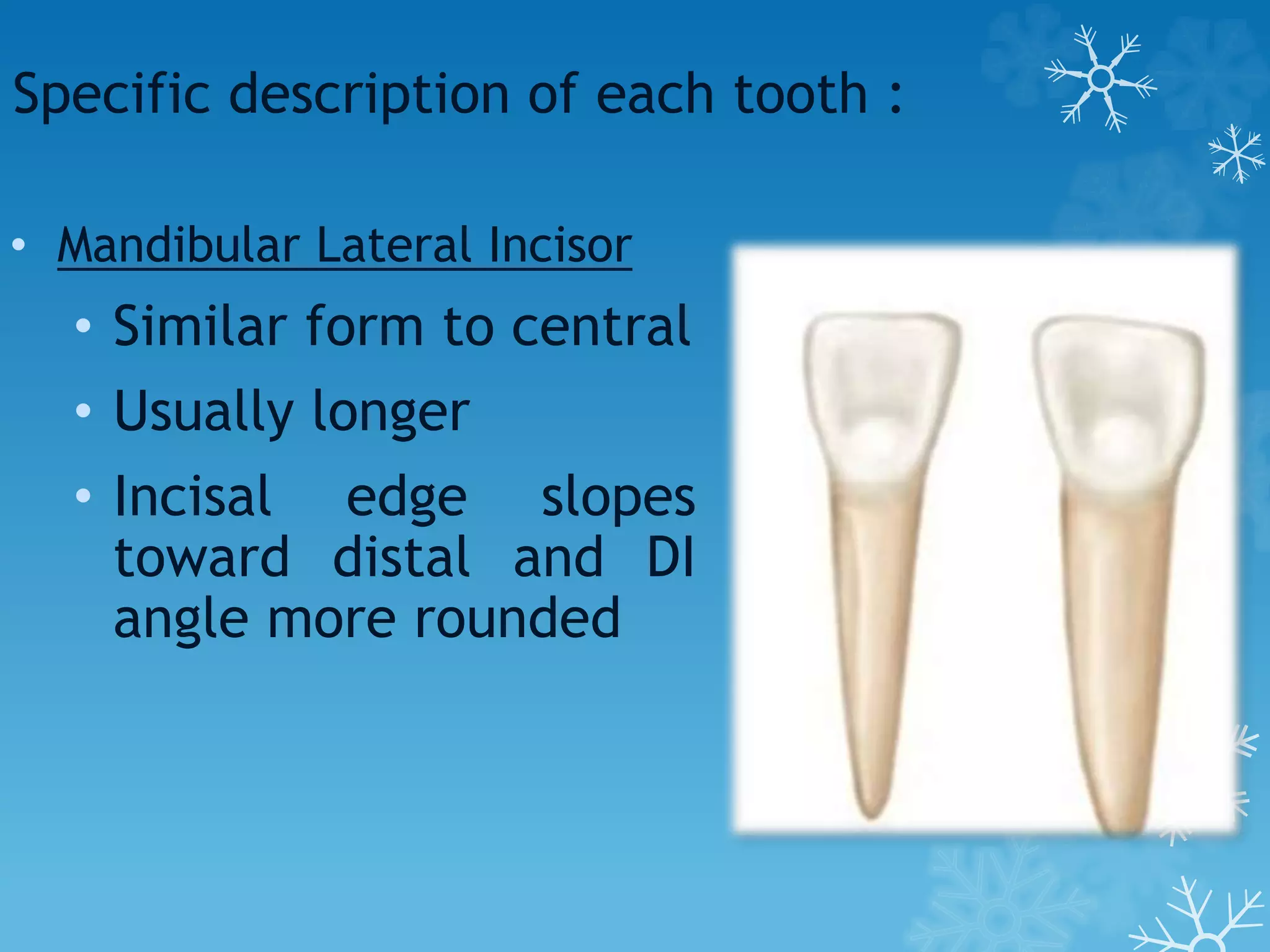 Morphology of primary teeth | PPTX
