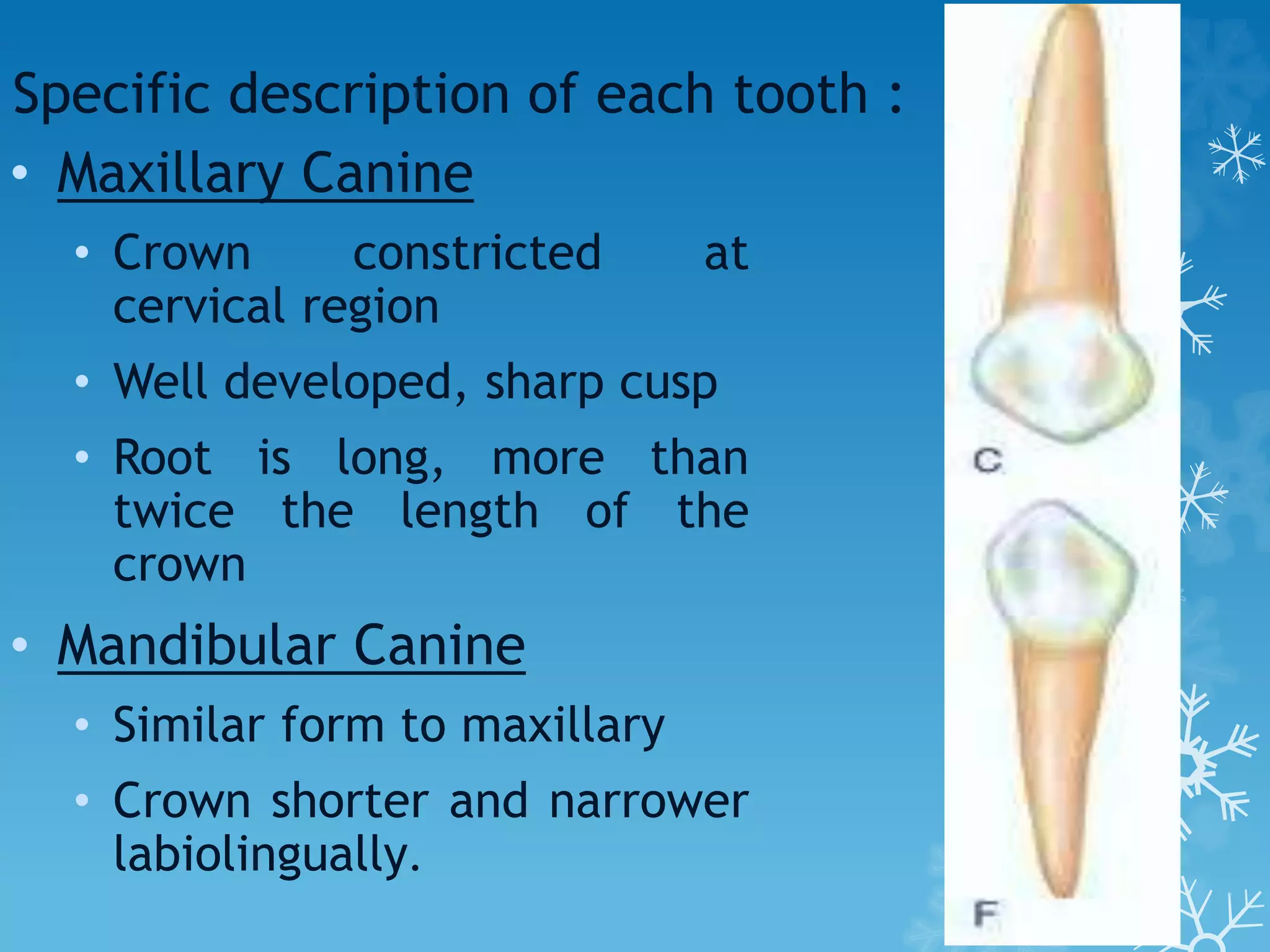 Morphology of primary teeth | PPTX