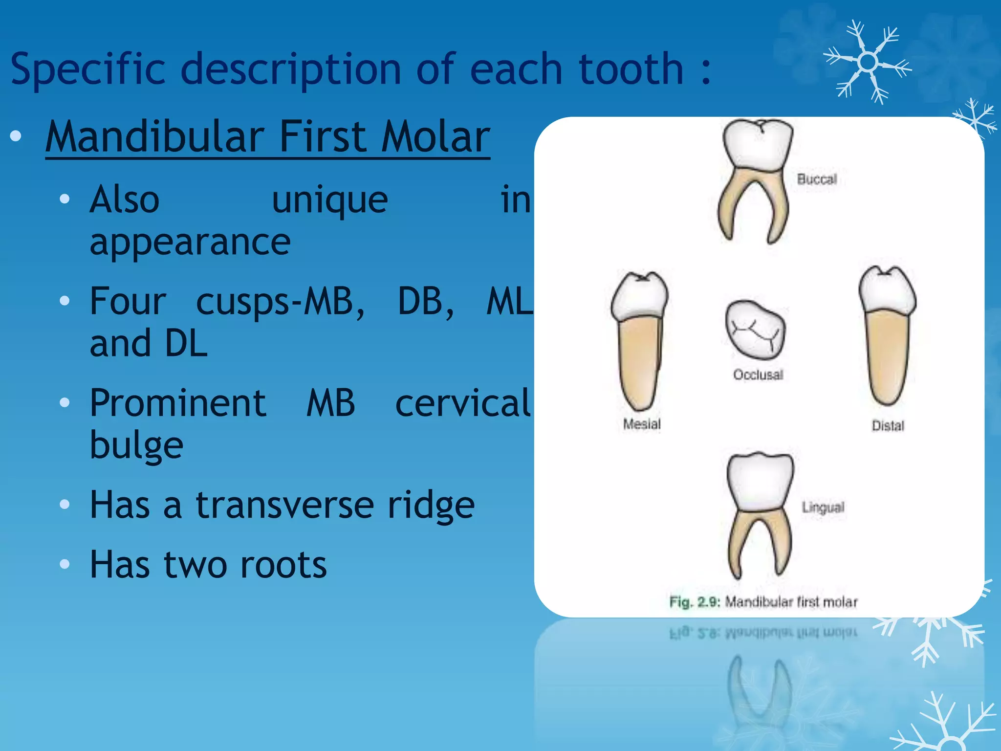 Morphology of primary teeth | PPTX