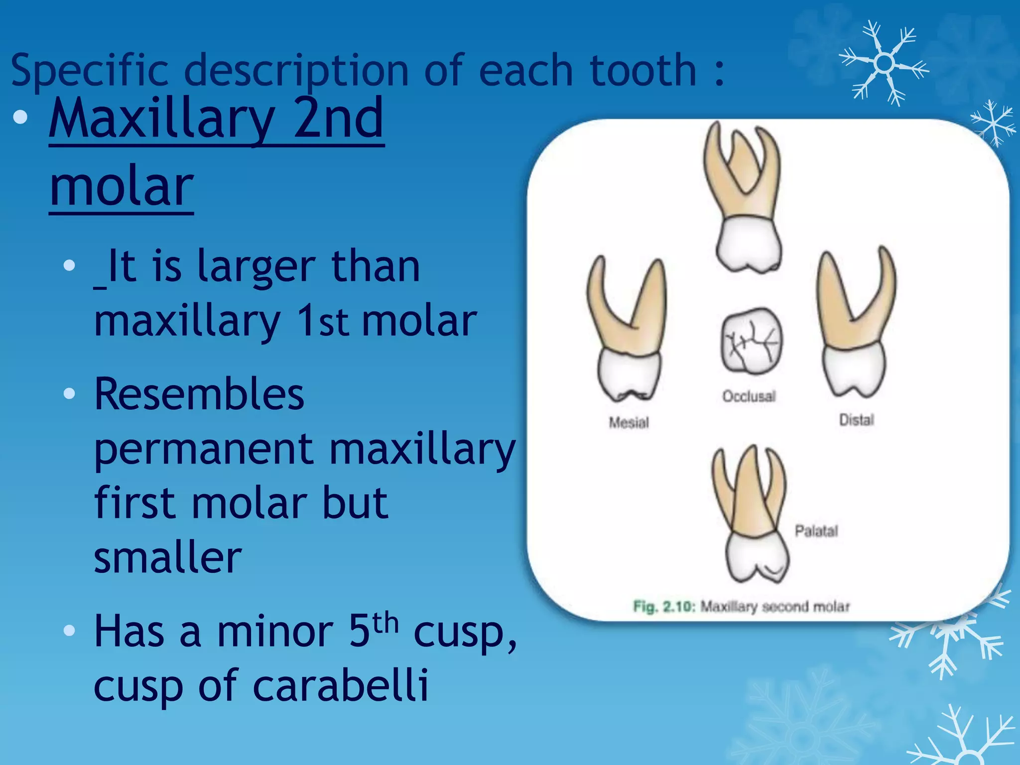 Morphology of primary teeth | PPTX