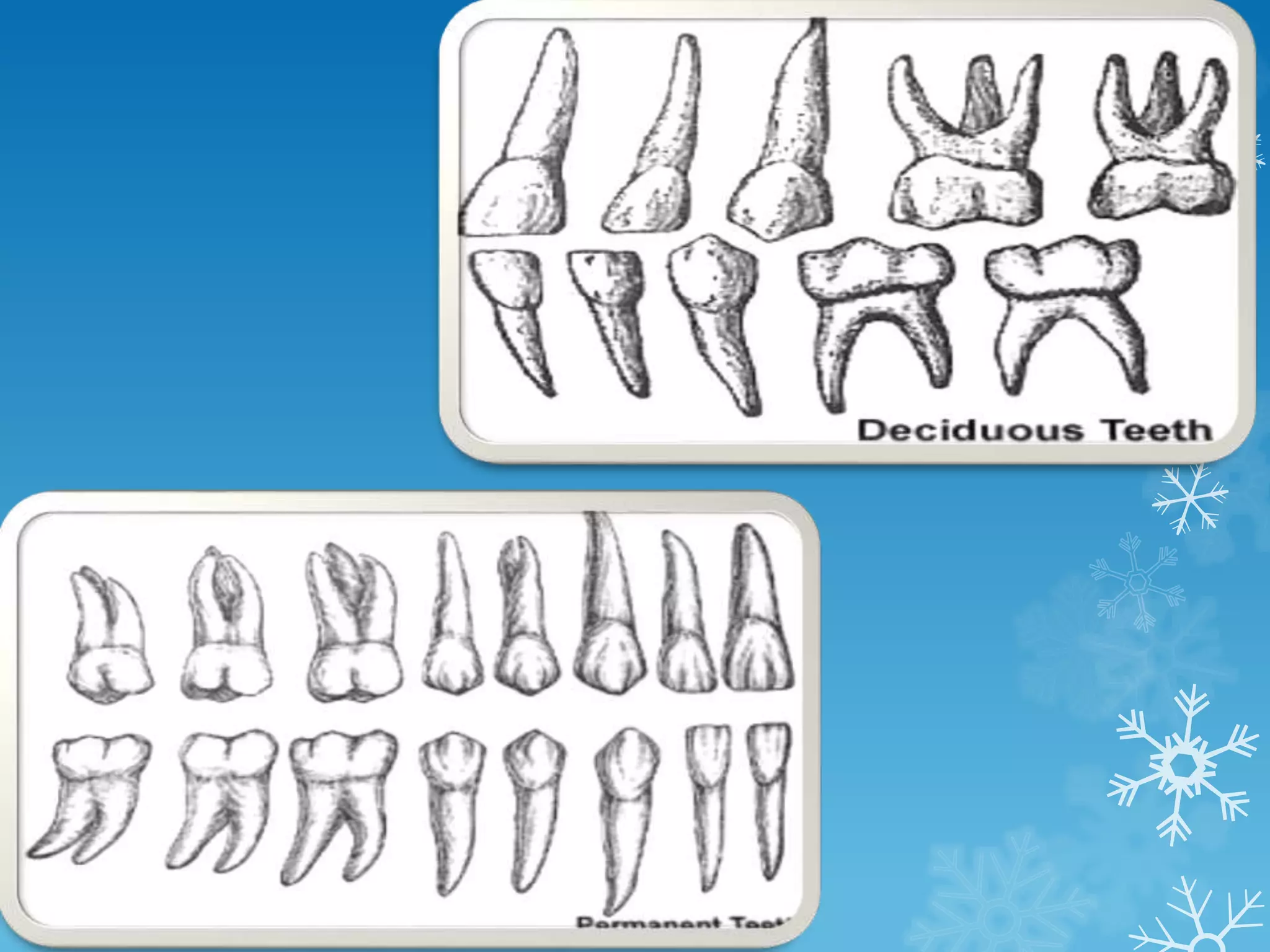 Morphology of primary teeth | PPTX