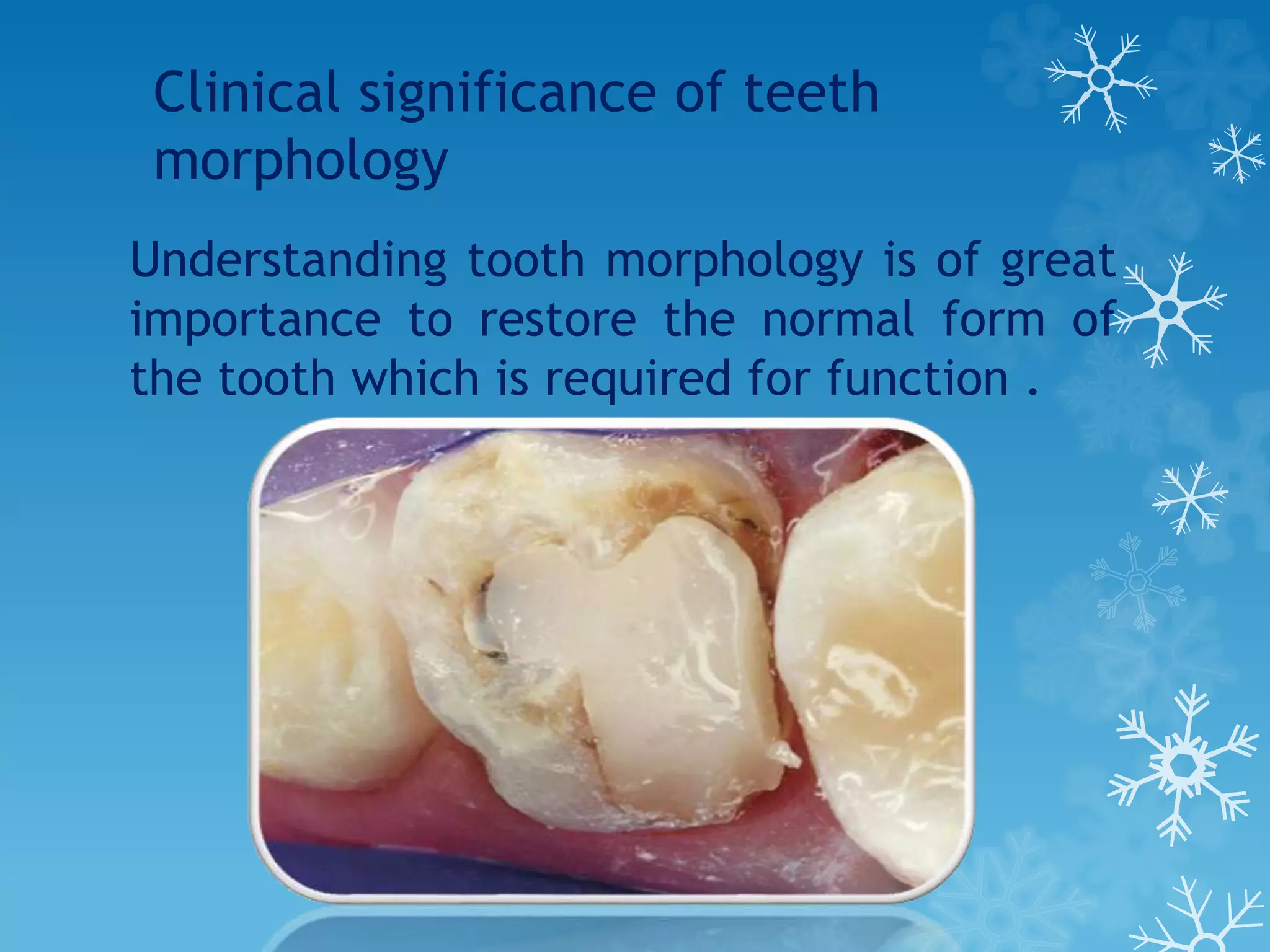 Morphology of primary teeth | PPTX