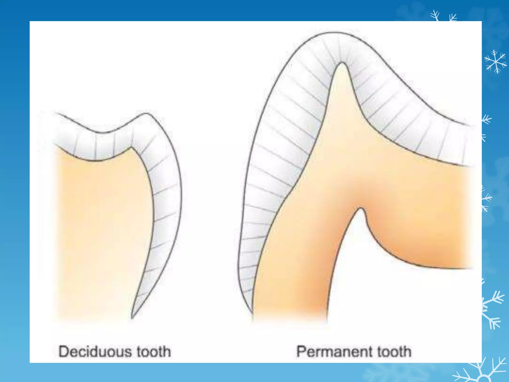 Morphology of primary teeth | PPTX