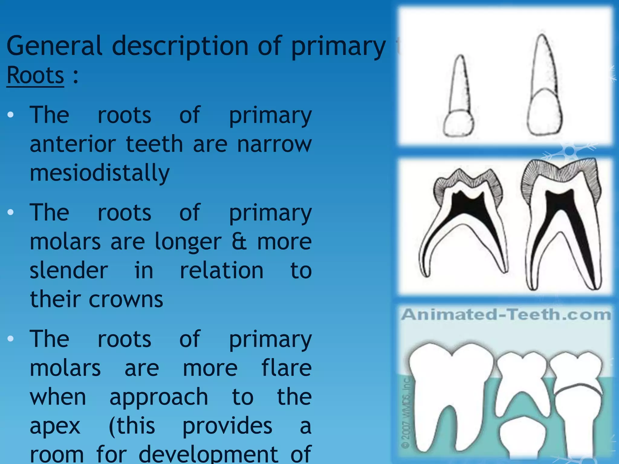 Morphology of primary teeth | PPTX