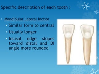 Morphology of primary teeth | PPTX