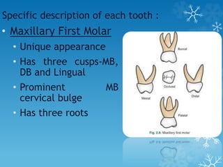 Morphology of primary teeth | PPTX