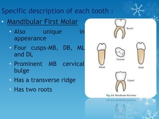 Morphology of primary teeth | PPTX