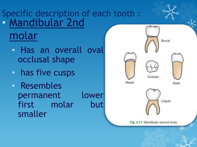Morphology of primary teeth | PPTX