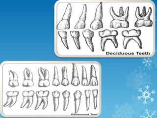 Morphology of primary teeth | PPTX
