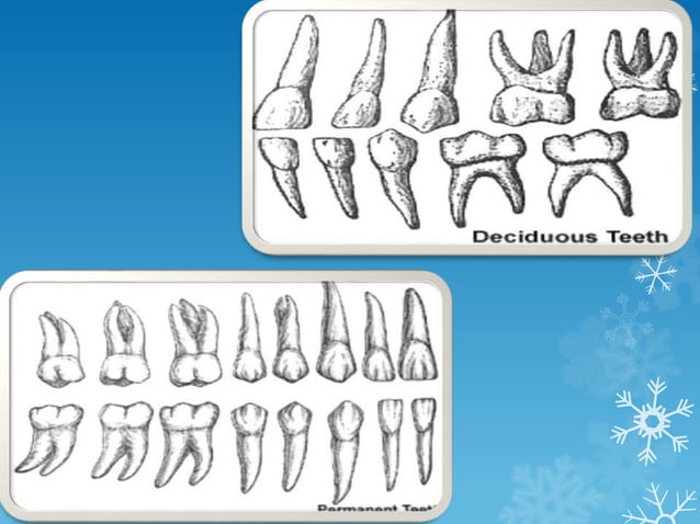 Morphology of primary teeth | PPTX