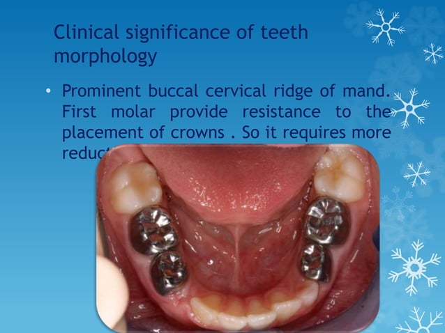 Morphology of primary teeth