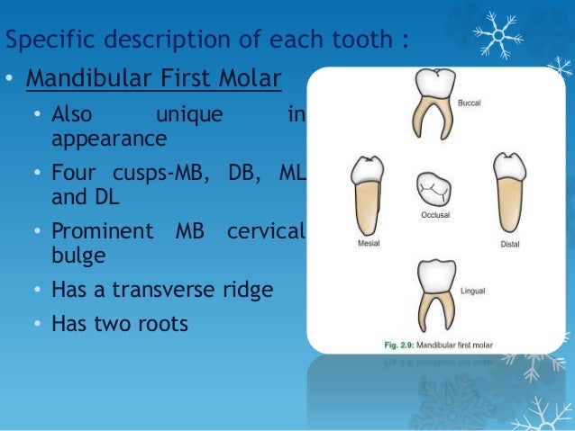 Morphology of primary teeth