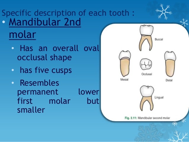 Morphology of primary teeth
