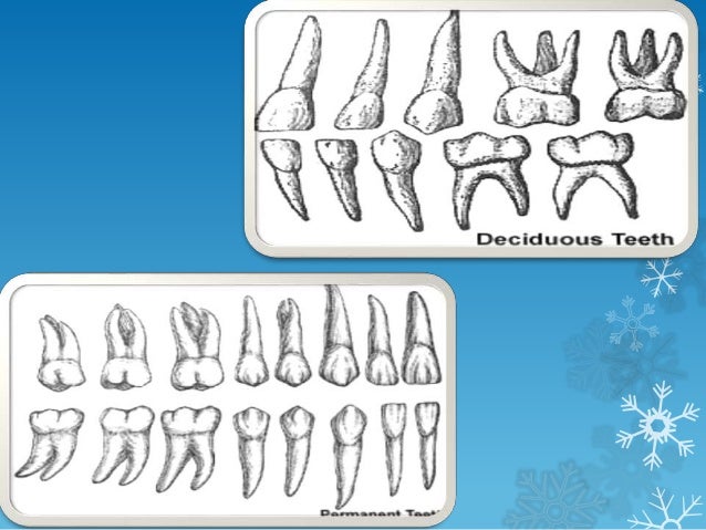 Morphology of primary teeth