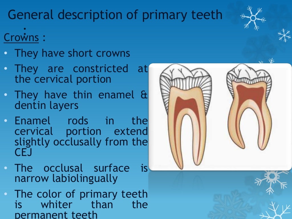 Morphology of primary teeth