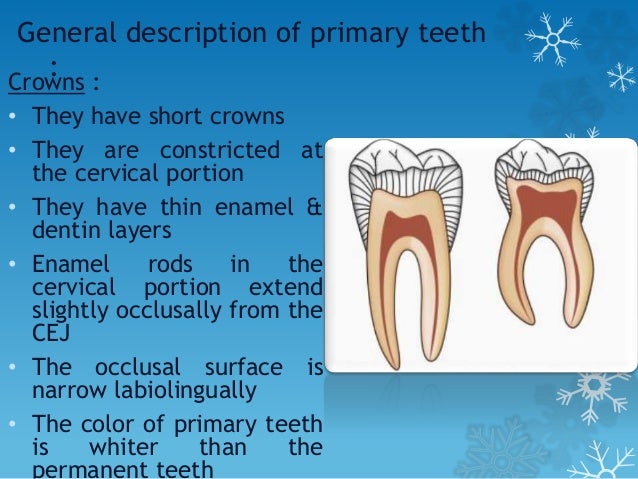 Morphology of primary teeth