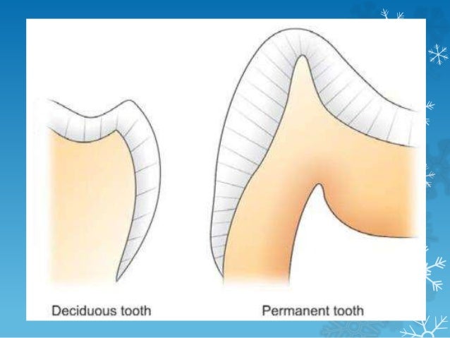Primary Teeth Anatomy