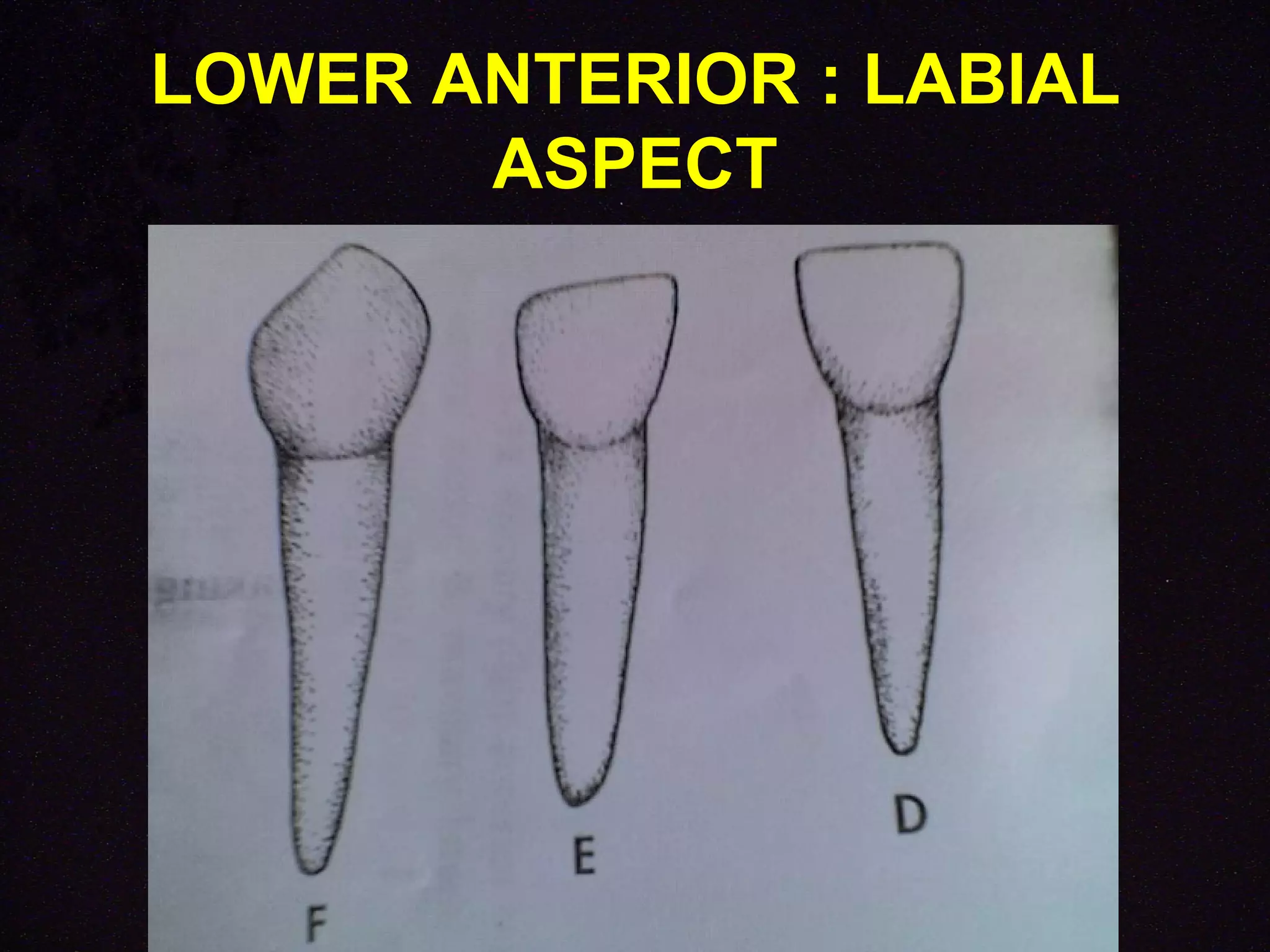 Morphology of primary teeth pedodontics | PPT