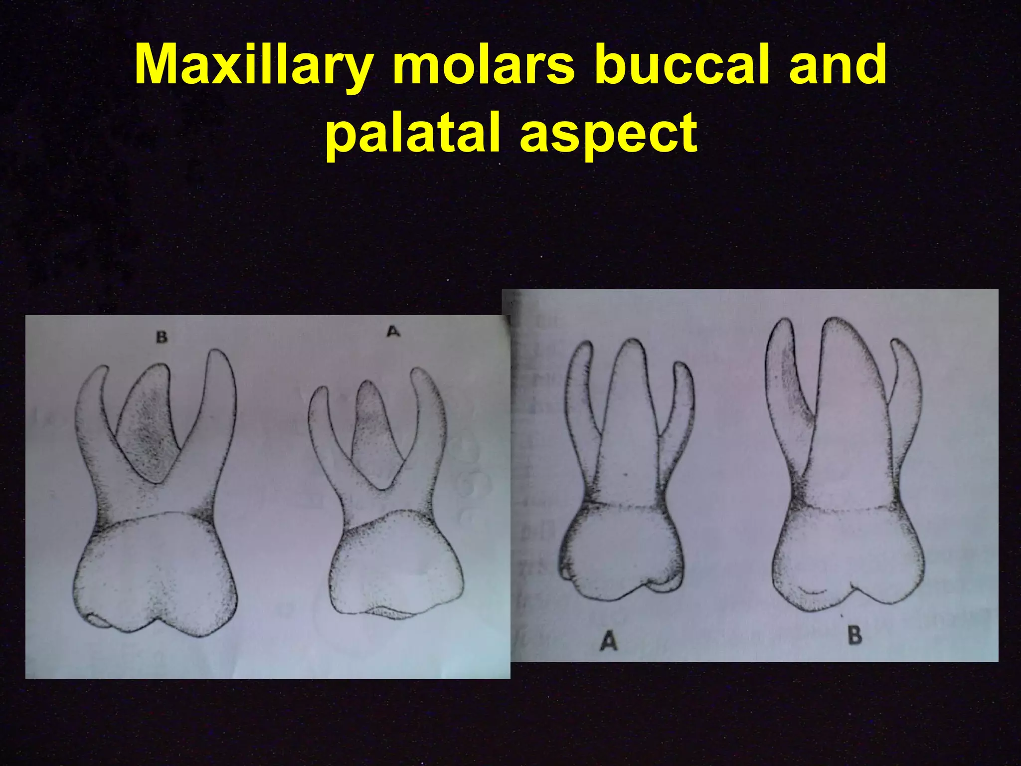 Morphology of primary teeth pedodontics | PPT