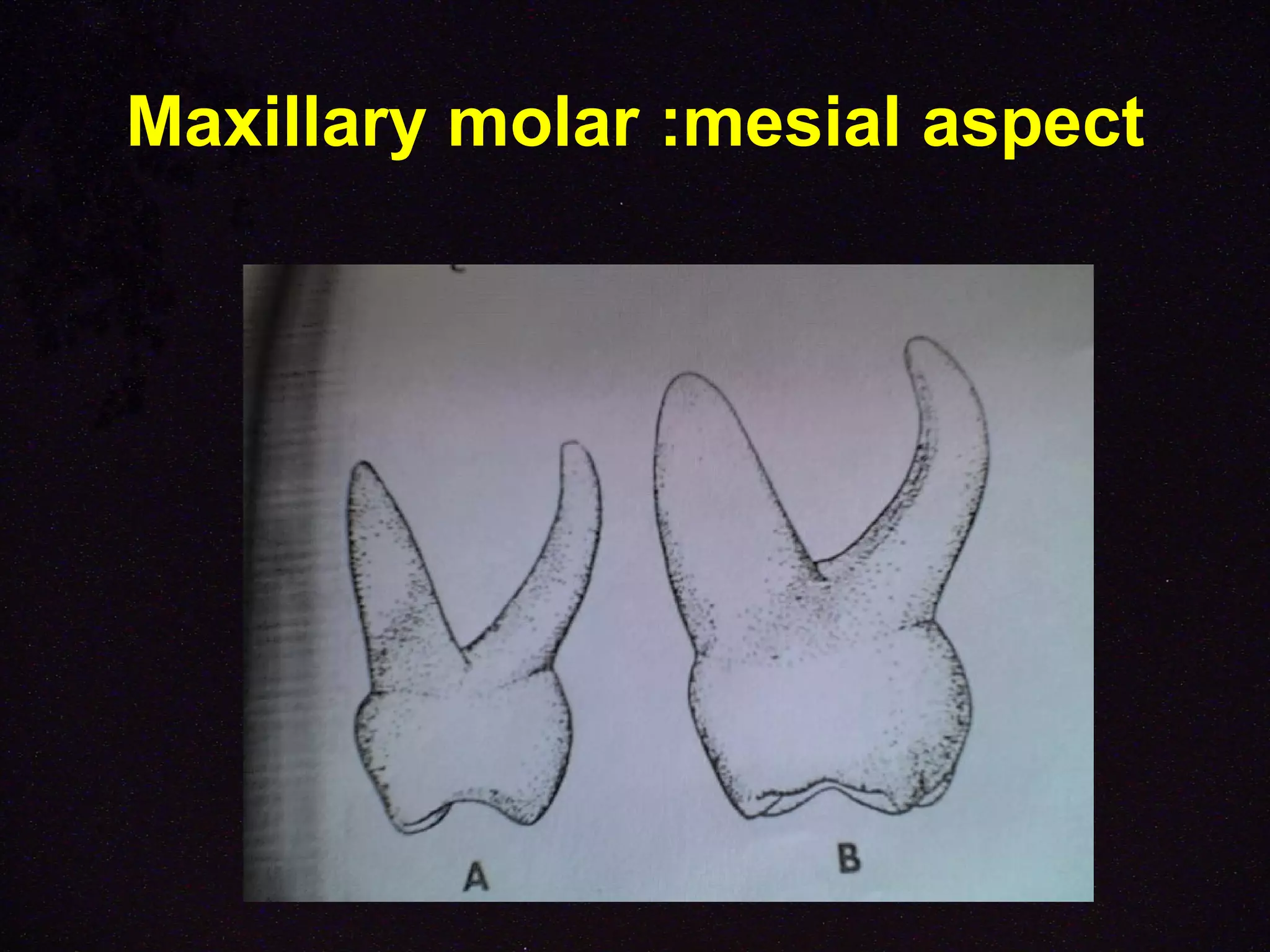 Morphology of primary teeth pedodontics | PPT