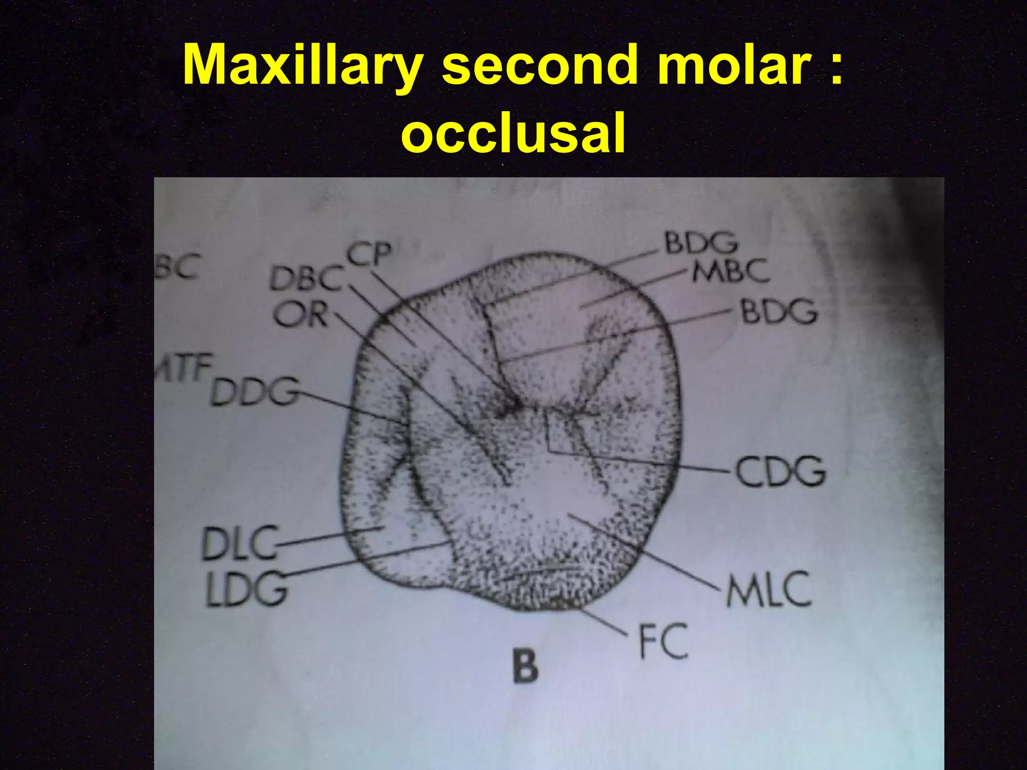 Morphology of primary teeth pedodontics | PPT