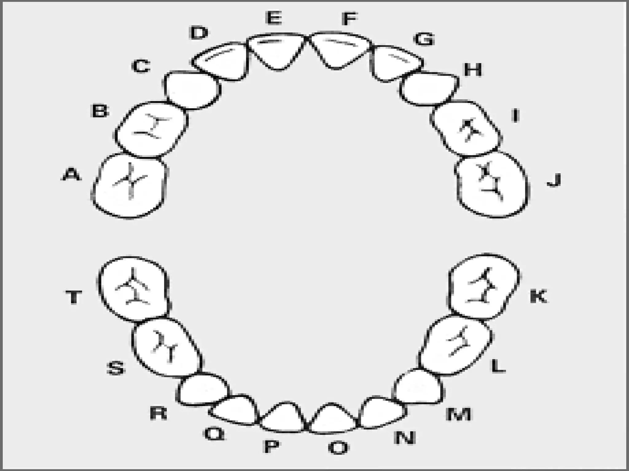 Morphology of primary teeth pedodontics | PPT