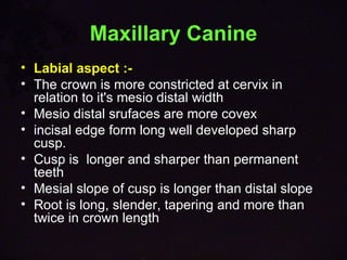 Morphology of primary teeth pedodontics | PPT