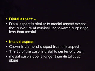 Morphology of primary teeth pedodontics | PPT