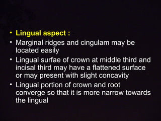 Morphology of primary teeth pedodontics | PPT