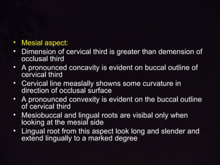 Morphology of primary teeth pedodontics | PPT