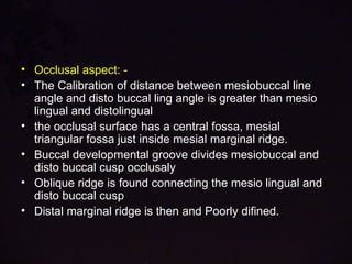 Morphology of primary teeth pedodontics | PPT