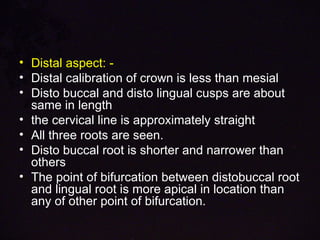 Morphology of primary teeth pedodontics | PPT