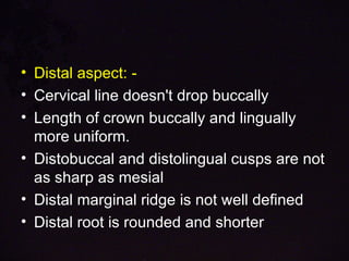 Morphology of primary teeth pedodontics | PPT