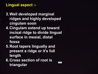 Morphology of primary teeth pedodontics | PPT