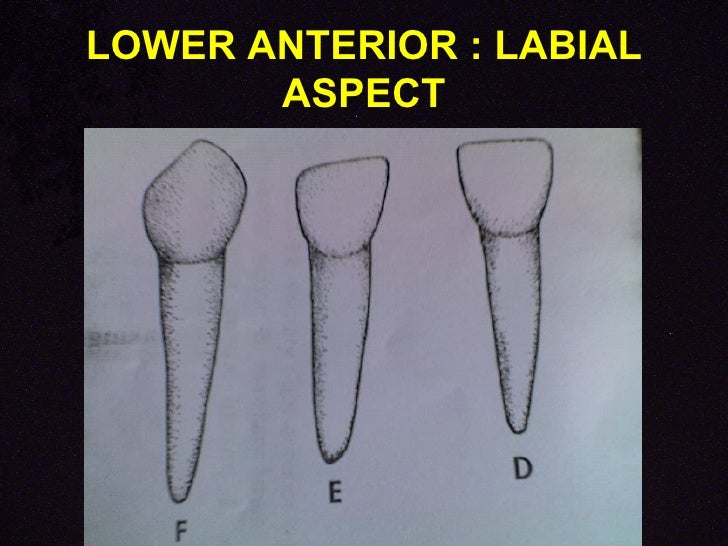 Morphology of primary teeth pedodontics