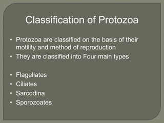Morphology of protozoa | PPTX